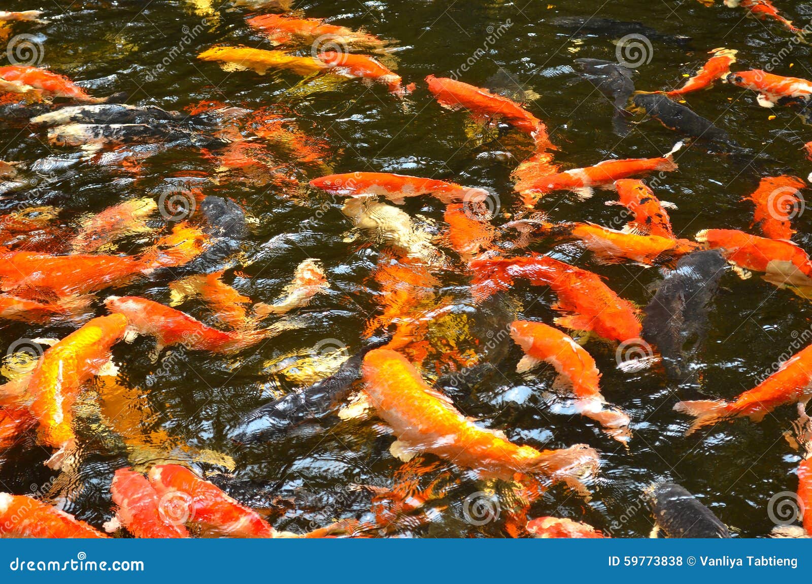 Carp Fish in blurred water stock photo. Image of animal - 59773838