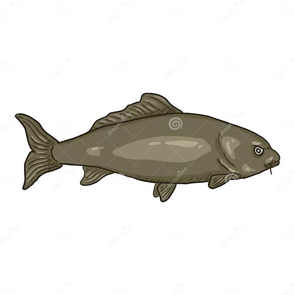 Carp Fish Cartoon Vector Illustration Stock Vector - Illustration of ...