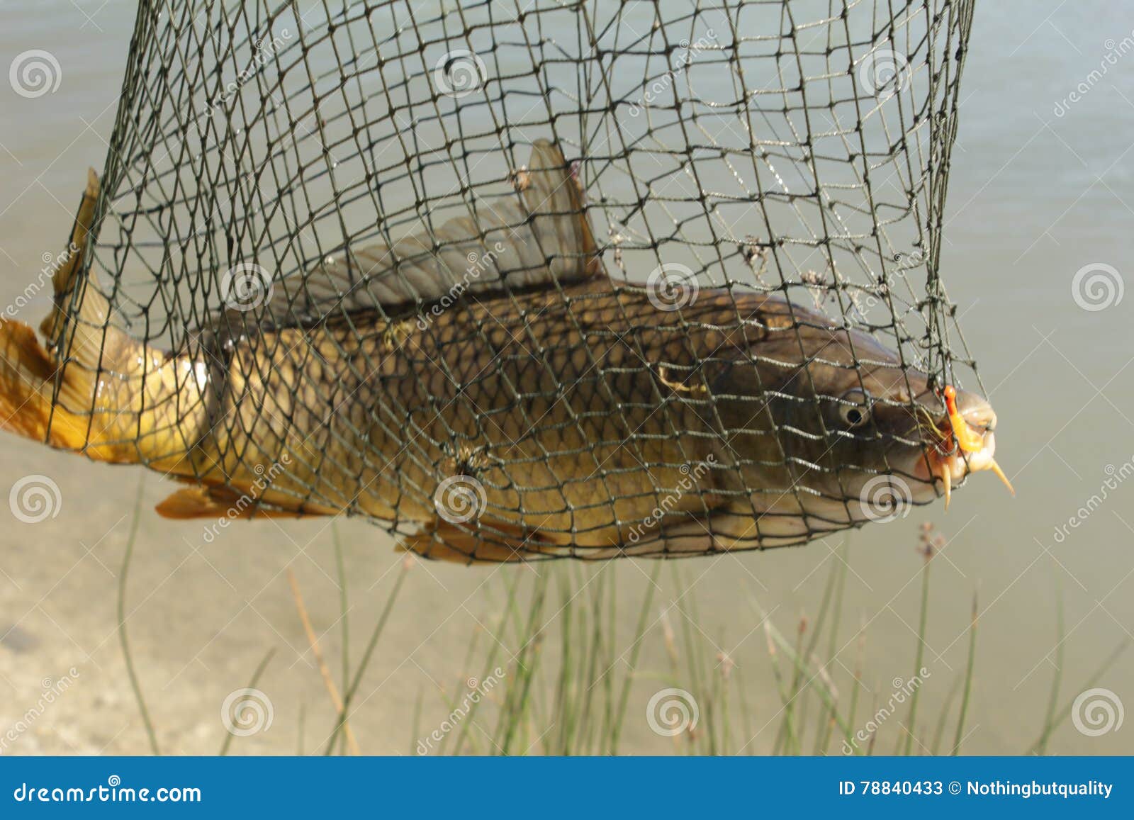 Carp Fish Caught in Net stock image. Image of caught - 78840433