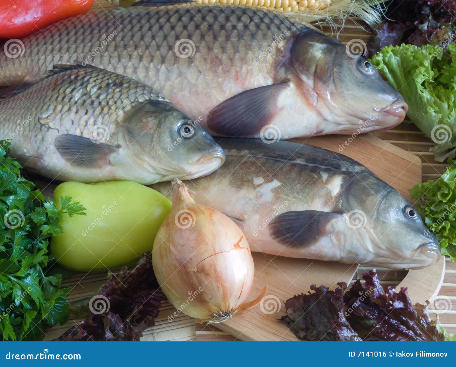 Carp fish close-up stock photo. Image of carp, healthy - 7141016