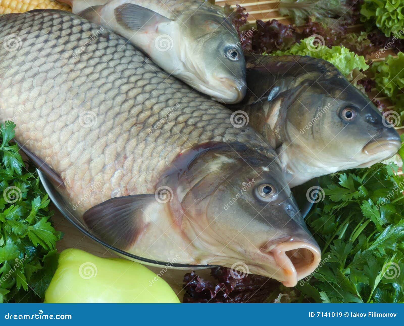 Carp fish close-up stock image. Image of healthy, object - 7141019