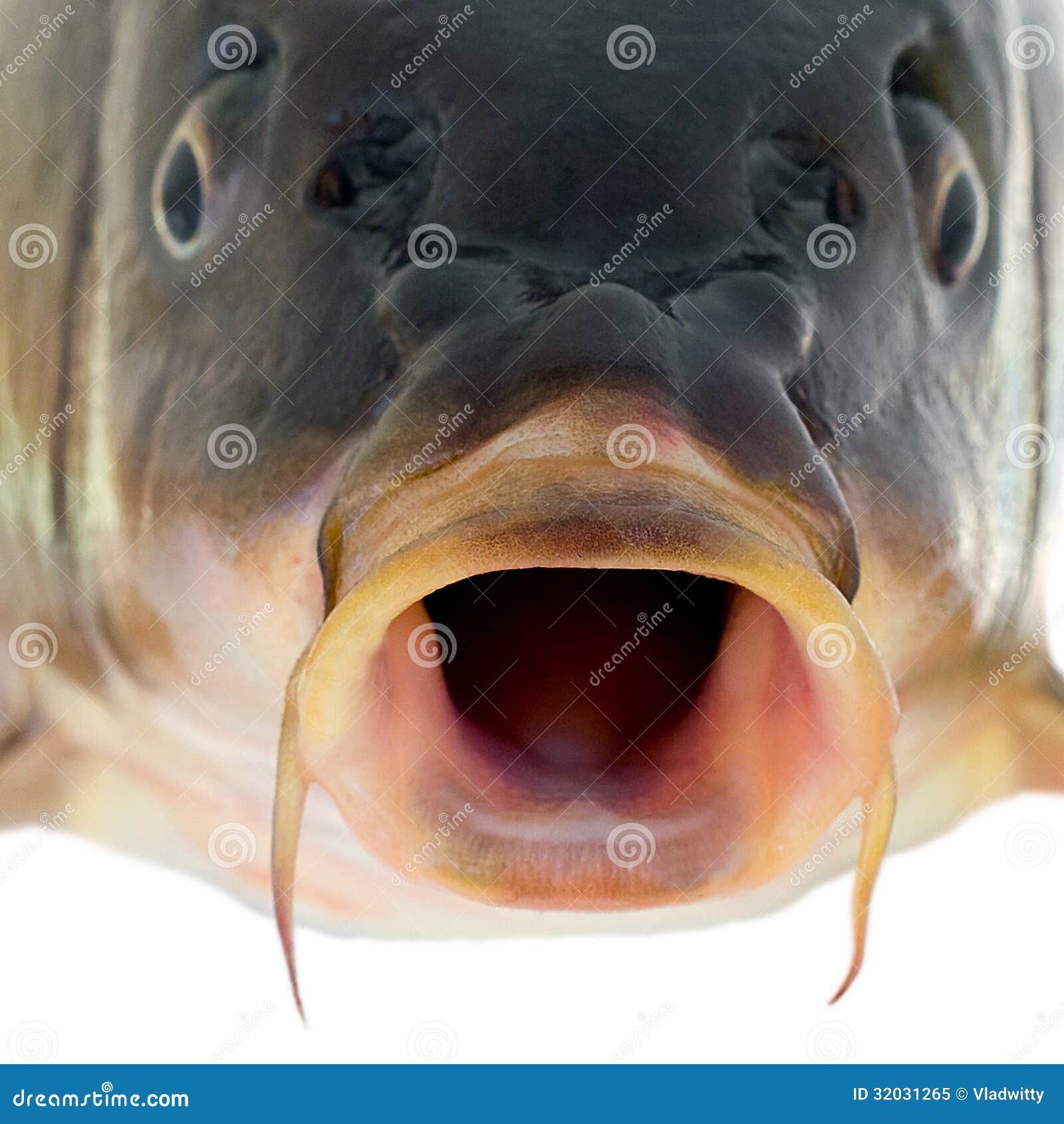 Carp fish close up stock image. Image of healthy, freshwater - 32031265