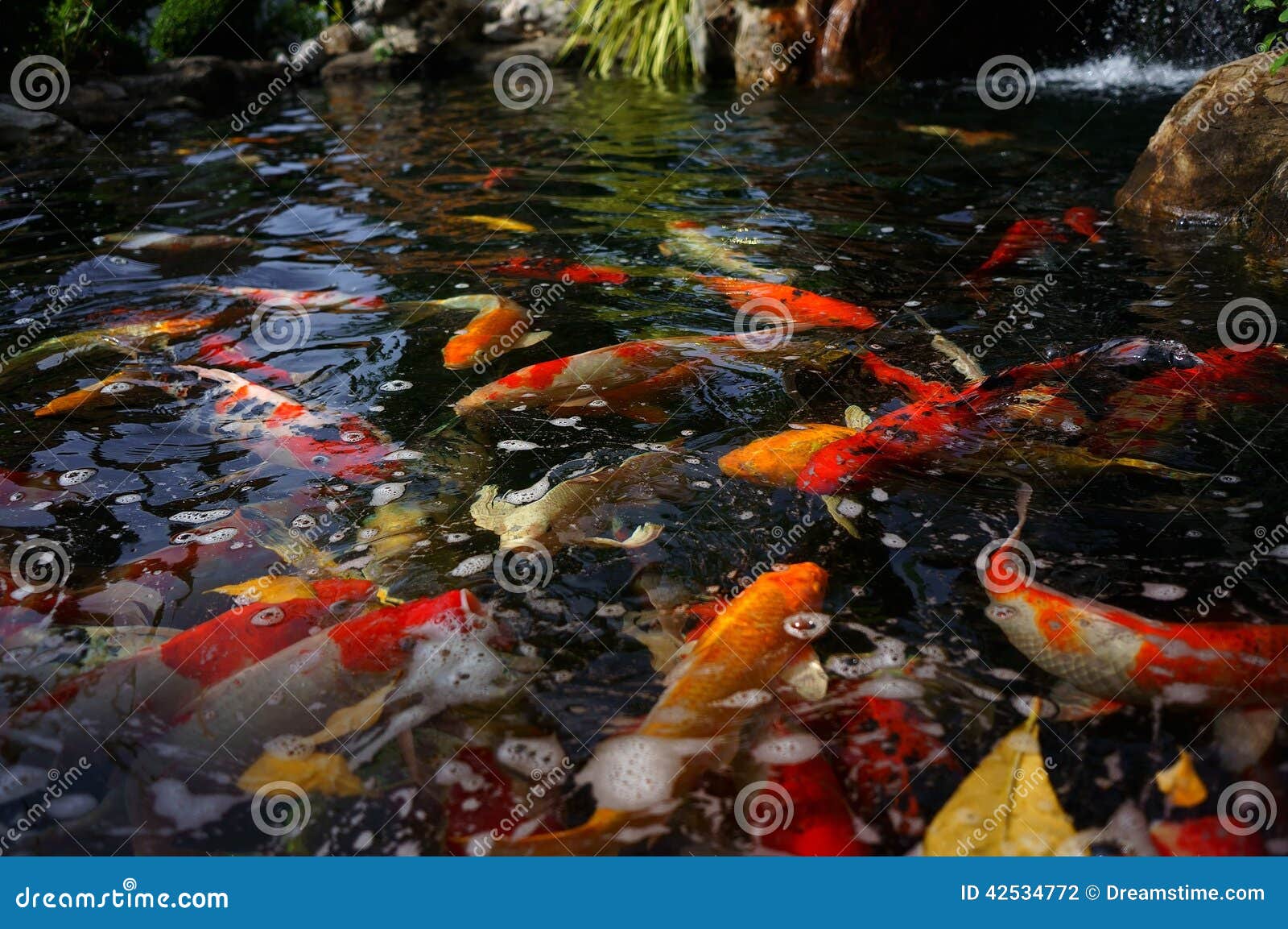 Carp fish stock photo. Image of movement, water, carp - 42534772