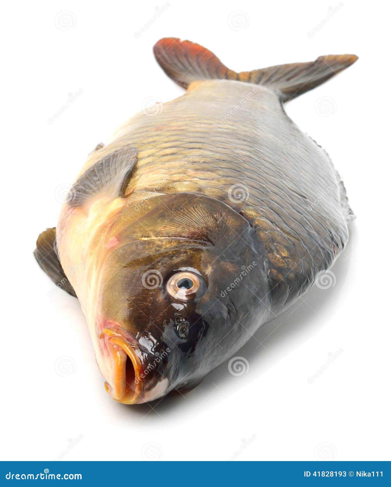 Carp fish stock image. Image of swimming, food, carp - 41828193