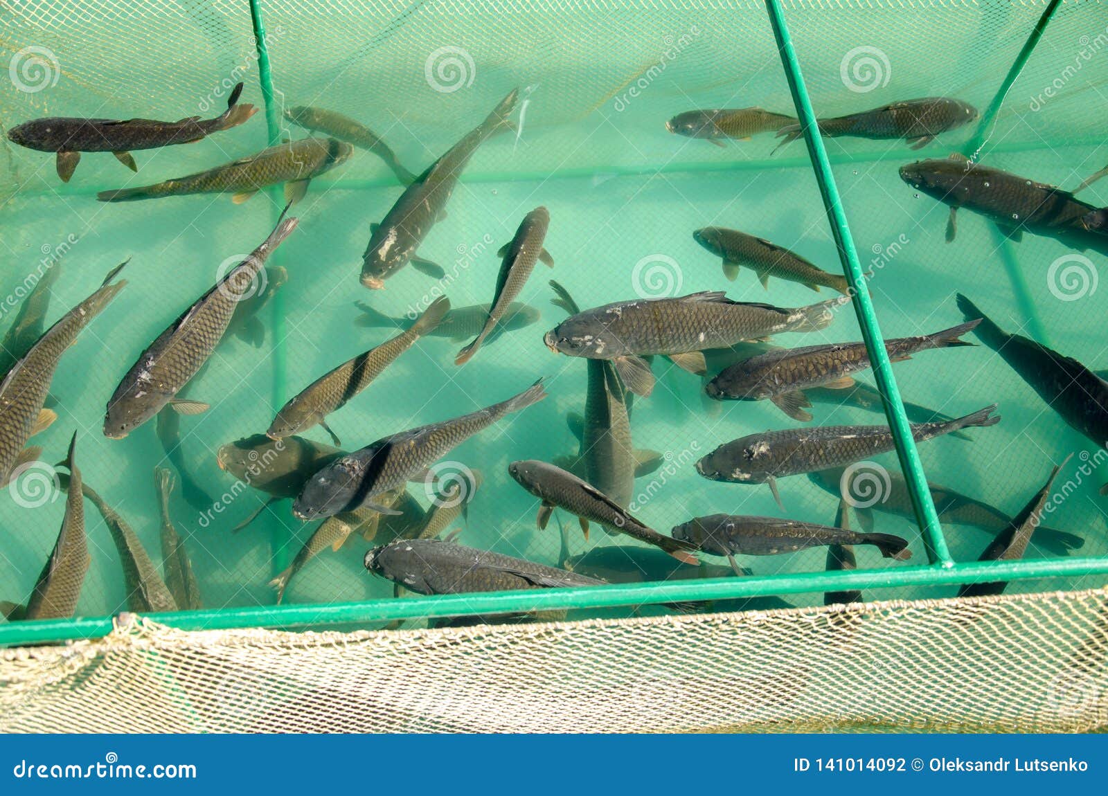 Carp on a fish farm stock photo. Image of pool, animal - 141014092
