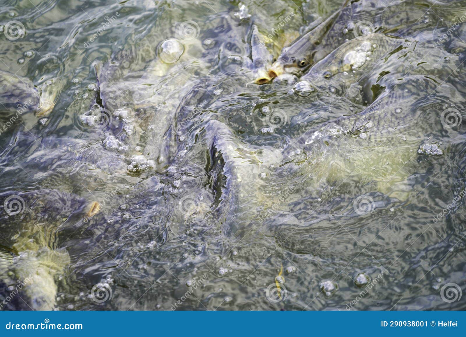 Carp Fish at Feeding in a Pond with Murky Water Stock Image - Image of ...