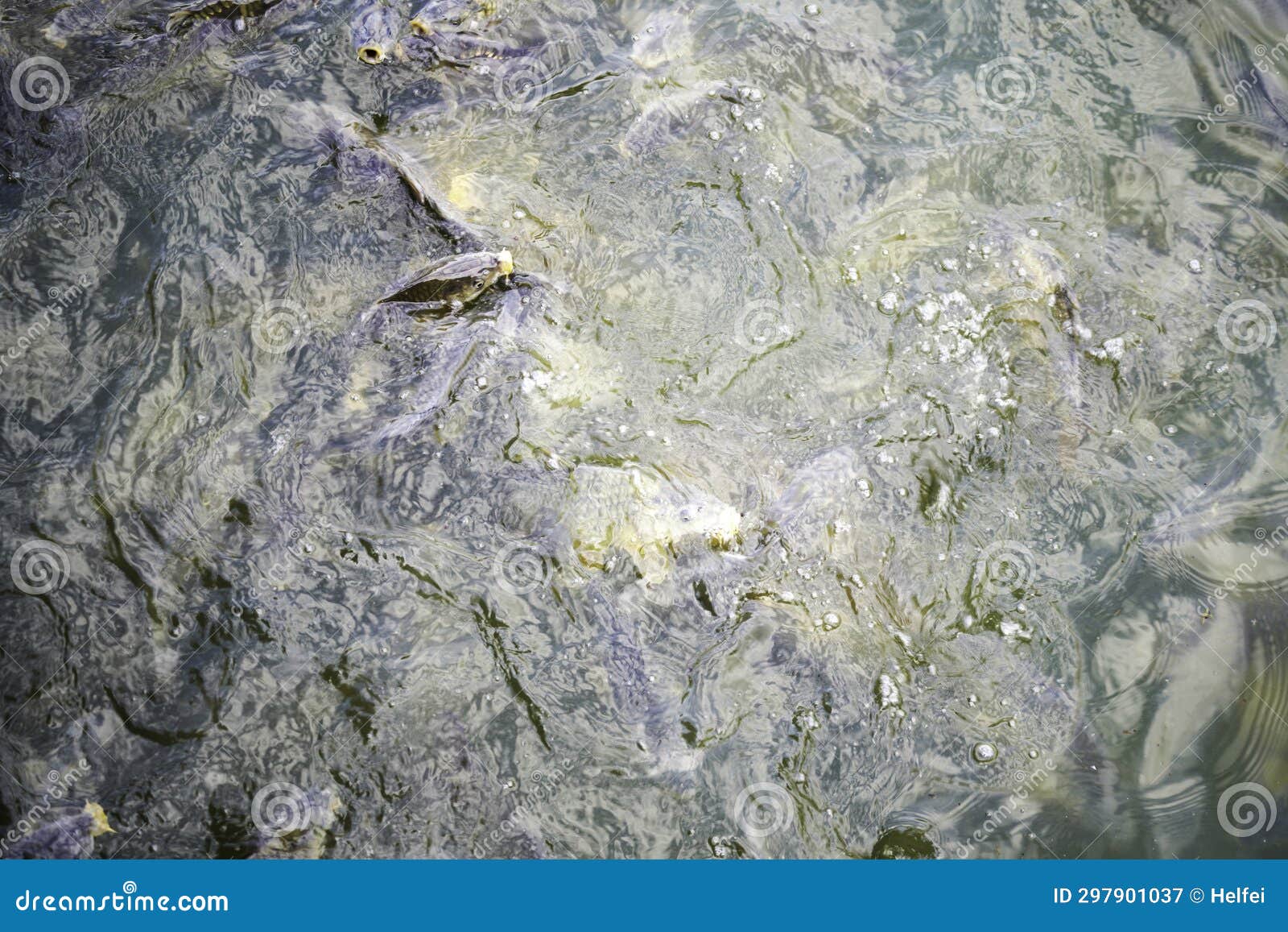 Carp Fish at Feeding in a Pond with Murky Water Stock Image - Image of ...