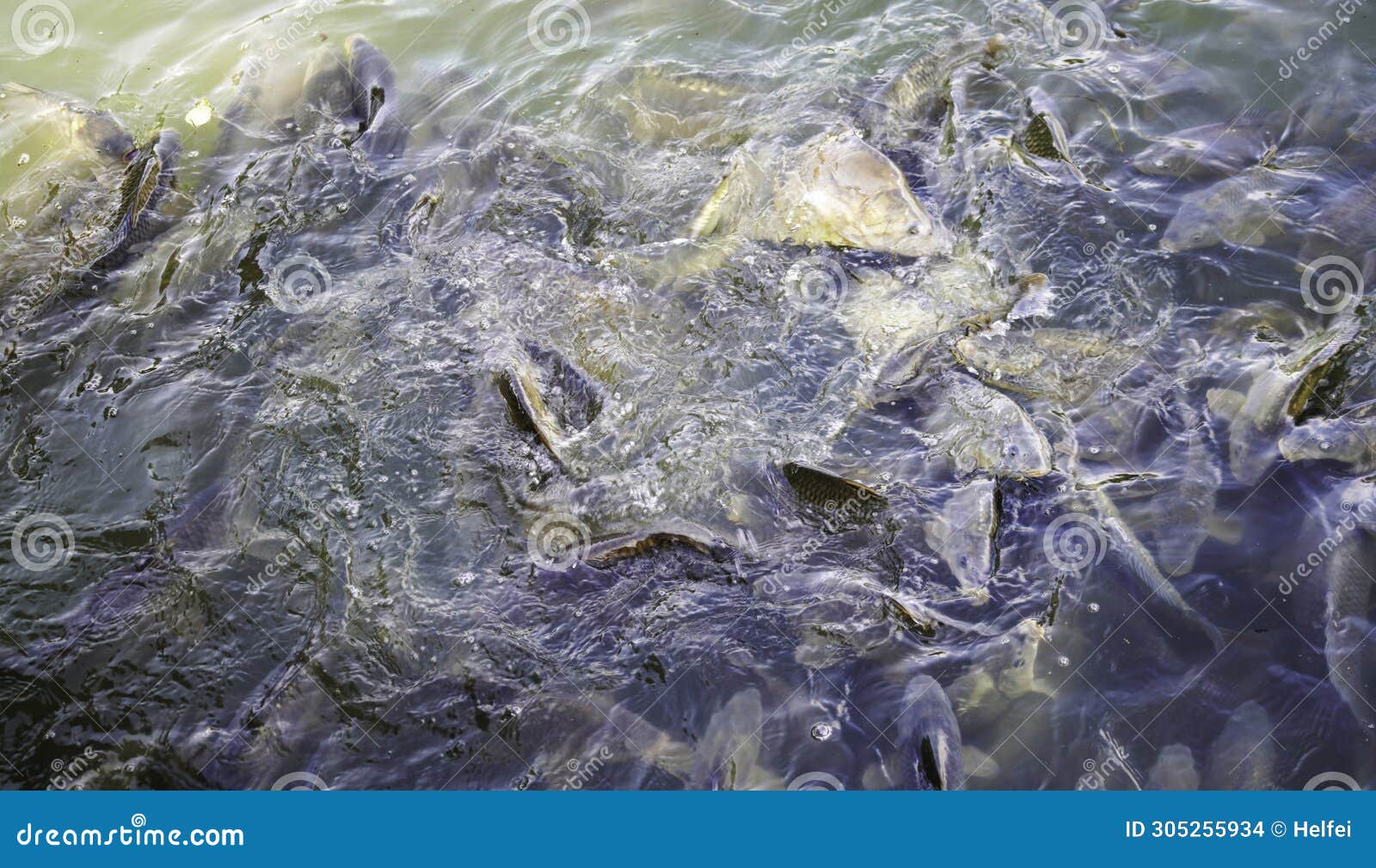 Carp Fish at Feeding in a Pond with Murky Water Stock Photo - Image of ...