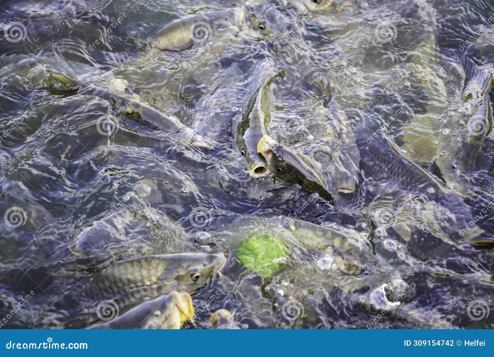 Carp Fish at Feeding in a Pond with Murky Water Stock Photo - Image of ...