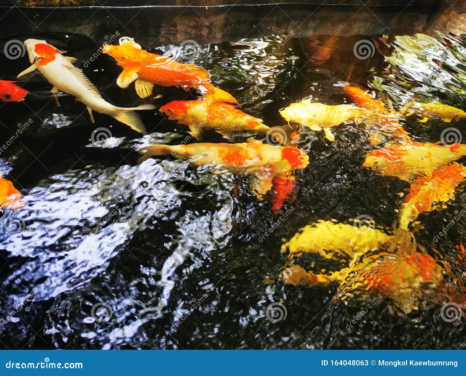 Carp Fish with Golden Colour in the Pool Stock Image - Image of carp ...