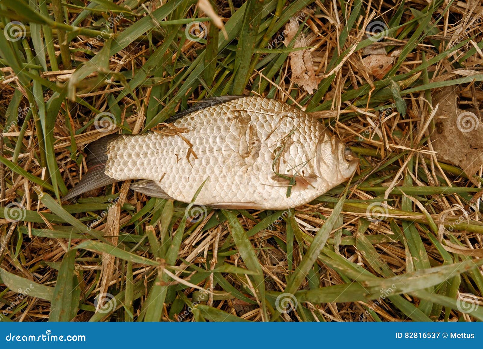 Carp Fish on the Grass Above View Stock Image - Image of food, colorful ...