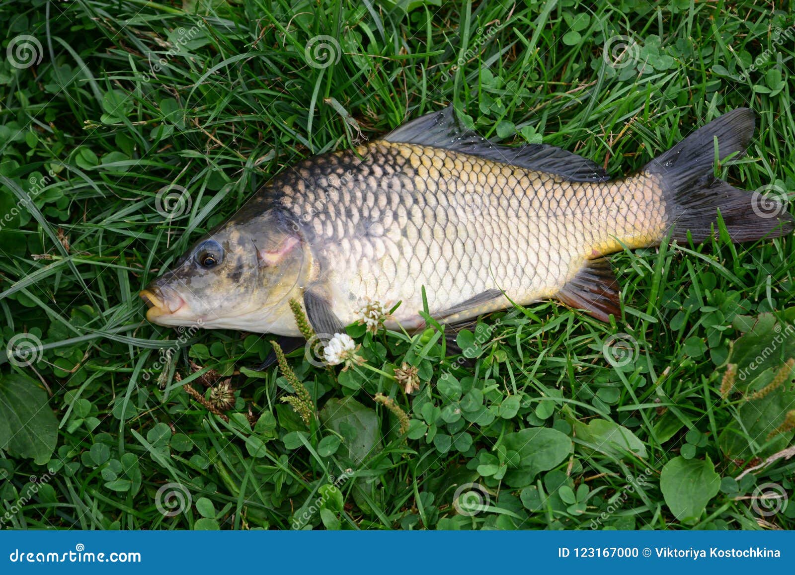 Carp fish on a green grass stock photo. Image of animal - 123167000