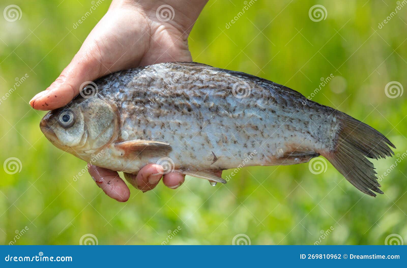 Carp Fish in Hands in Nature. Stock Photo - Image of food, cleaning ...