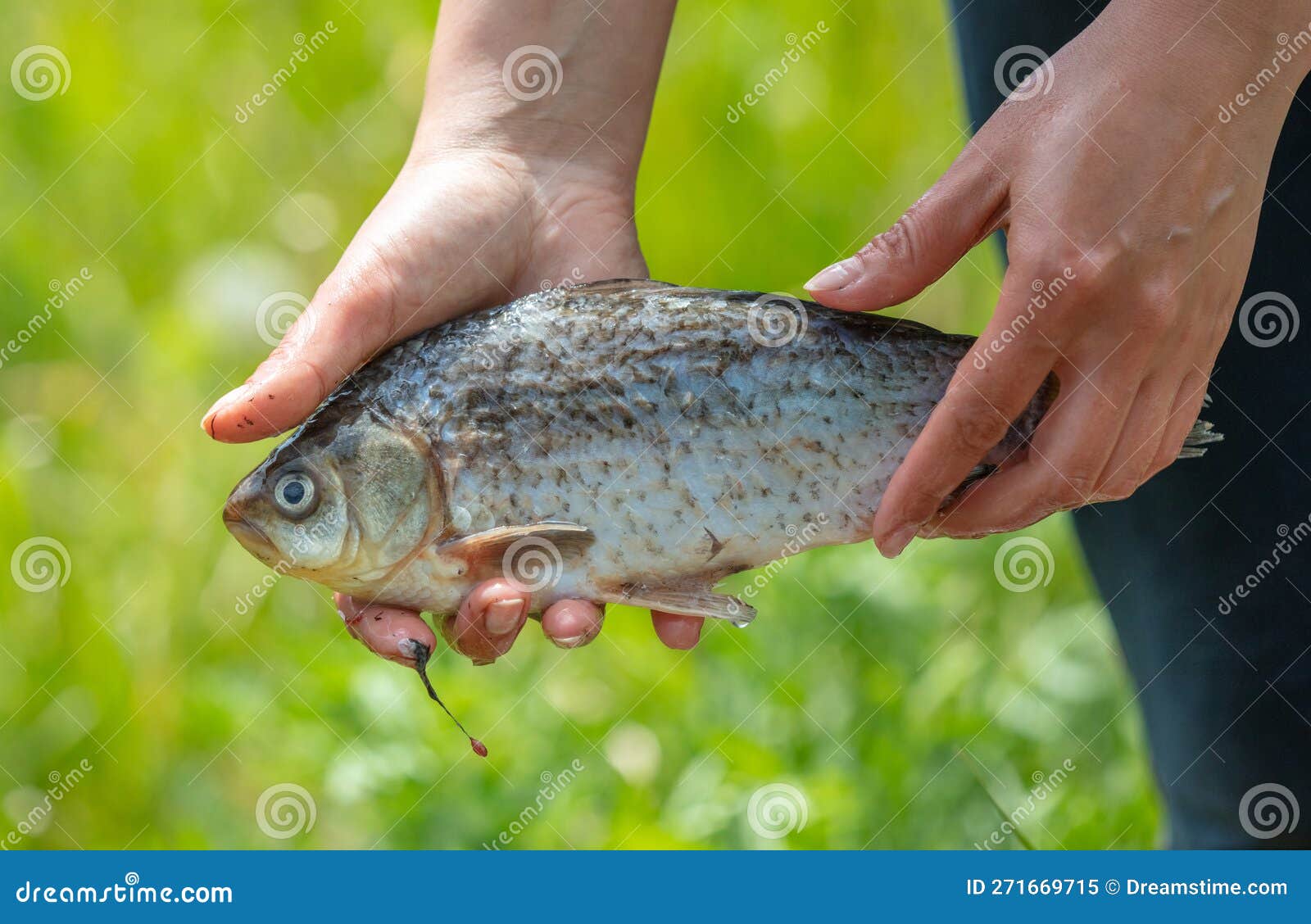 Carp Fish in Hands in Nature. Stock Image - Image of preparation, meal ...