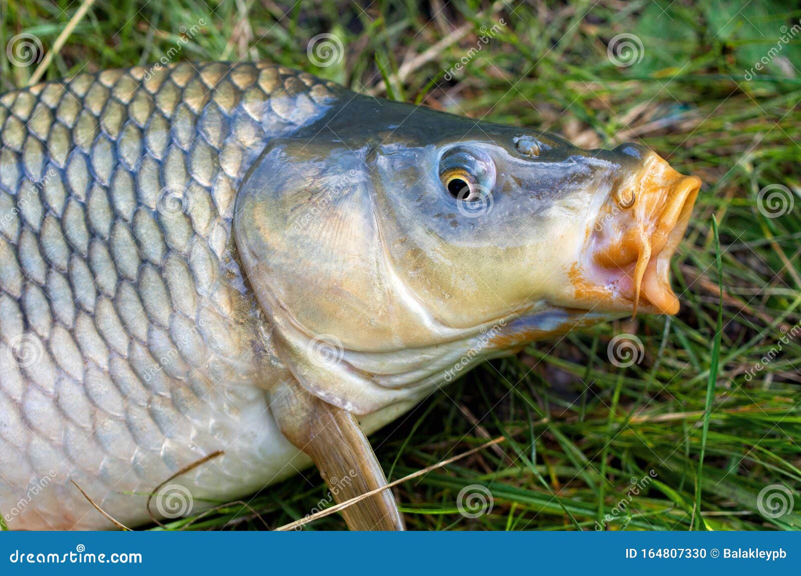 Carp Fish Head Caught in the Lake Stock Photo - Image of green, food ...