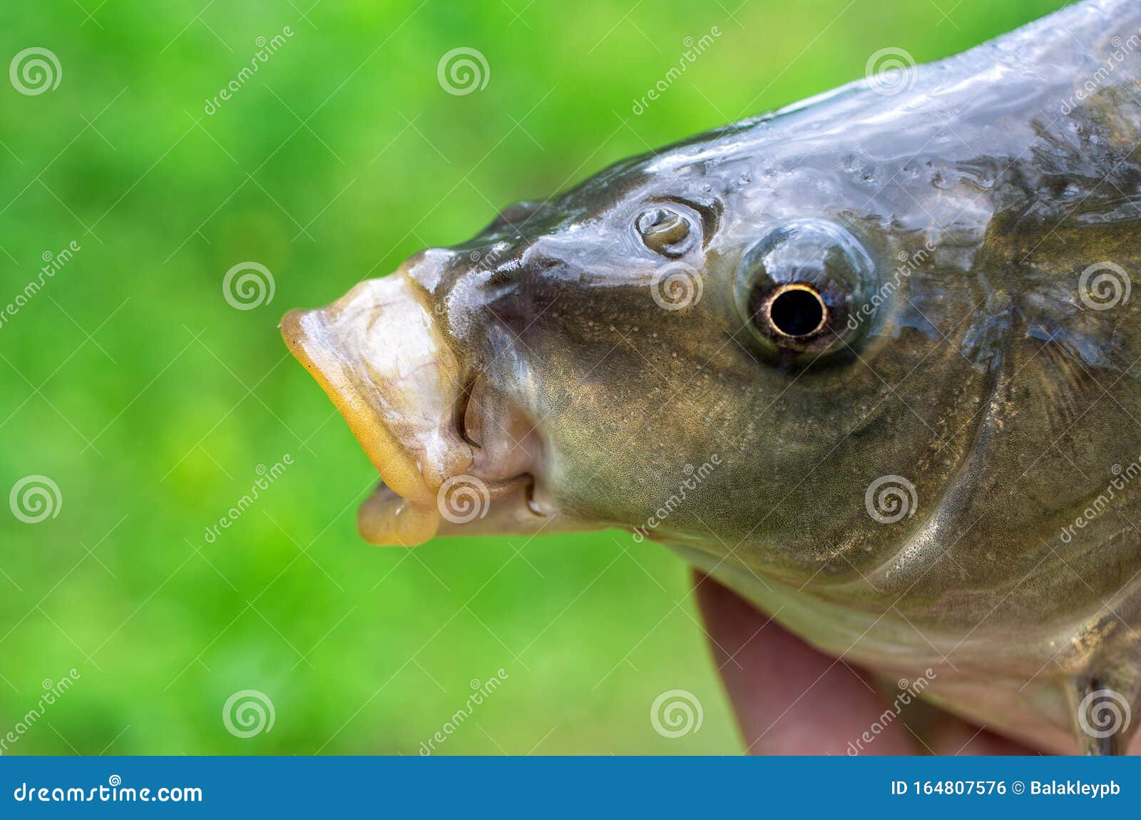 Carp fish head close up stock photo. Image of mouth - 164807576