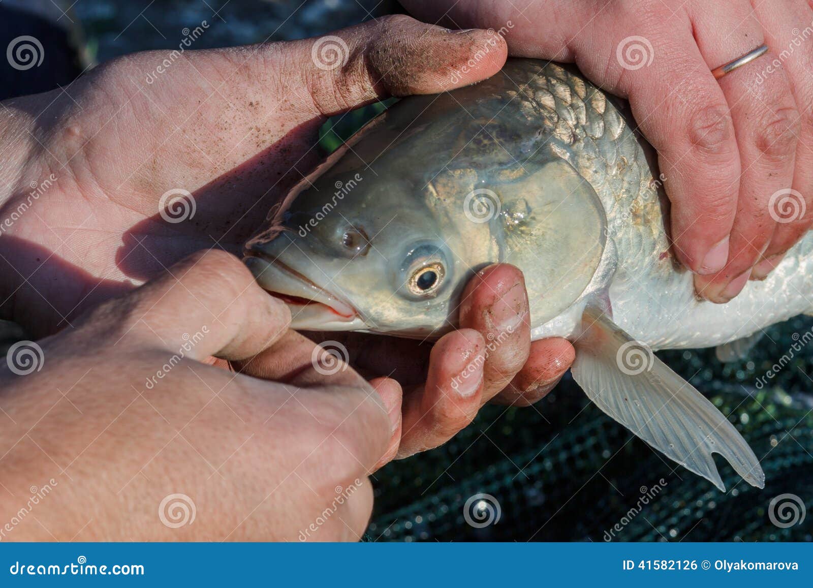 Carp fish in human hands stock photo. Image of catch - 41582126
