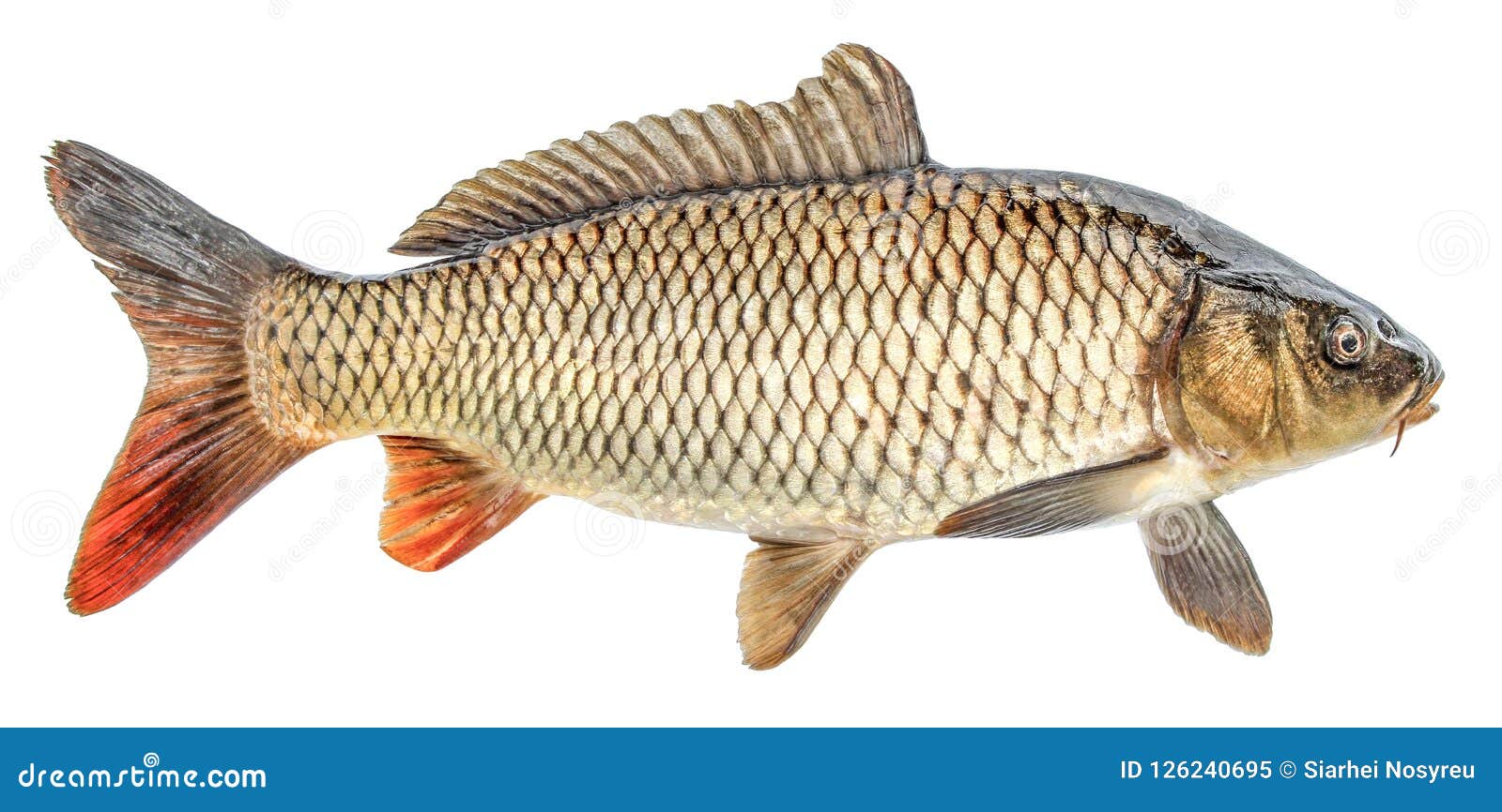 Carp Fish Isolated. Side View, Isolated Stock Image - Image of loose ... Carp Fish Isolated. Side View, Isolated Stock Image - Image of loose ...