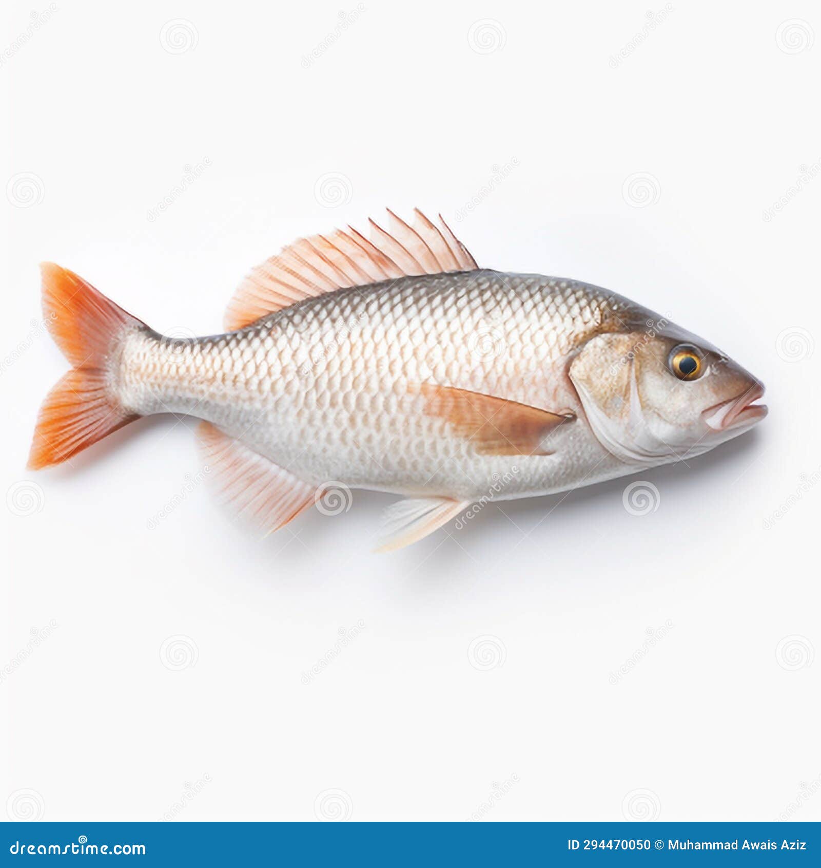 Carp Fish Isolated on White Background Stock Photo - Image of success ...