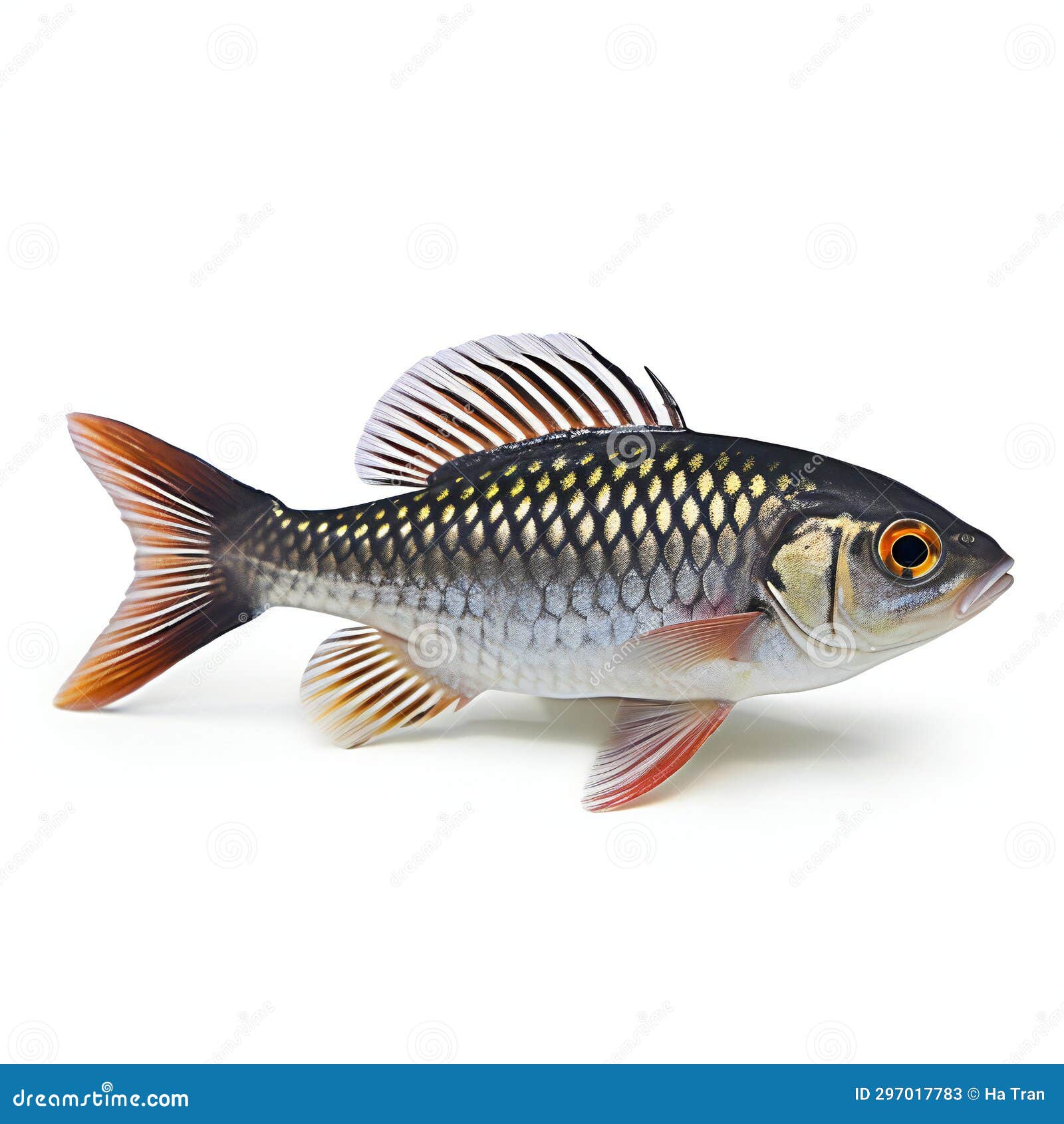 Carp Fish Isolated on White Background Stock Illustration ...