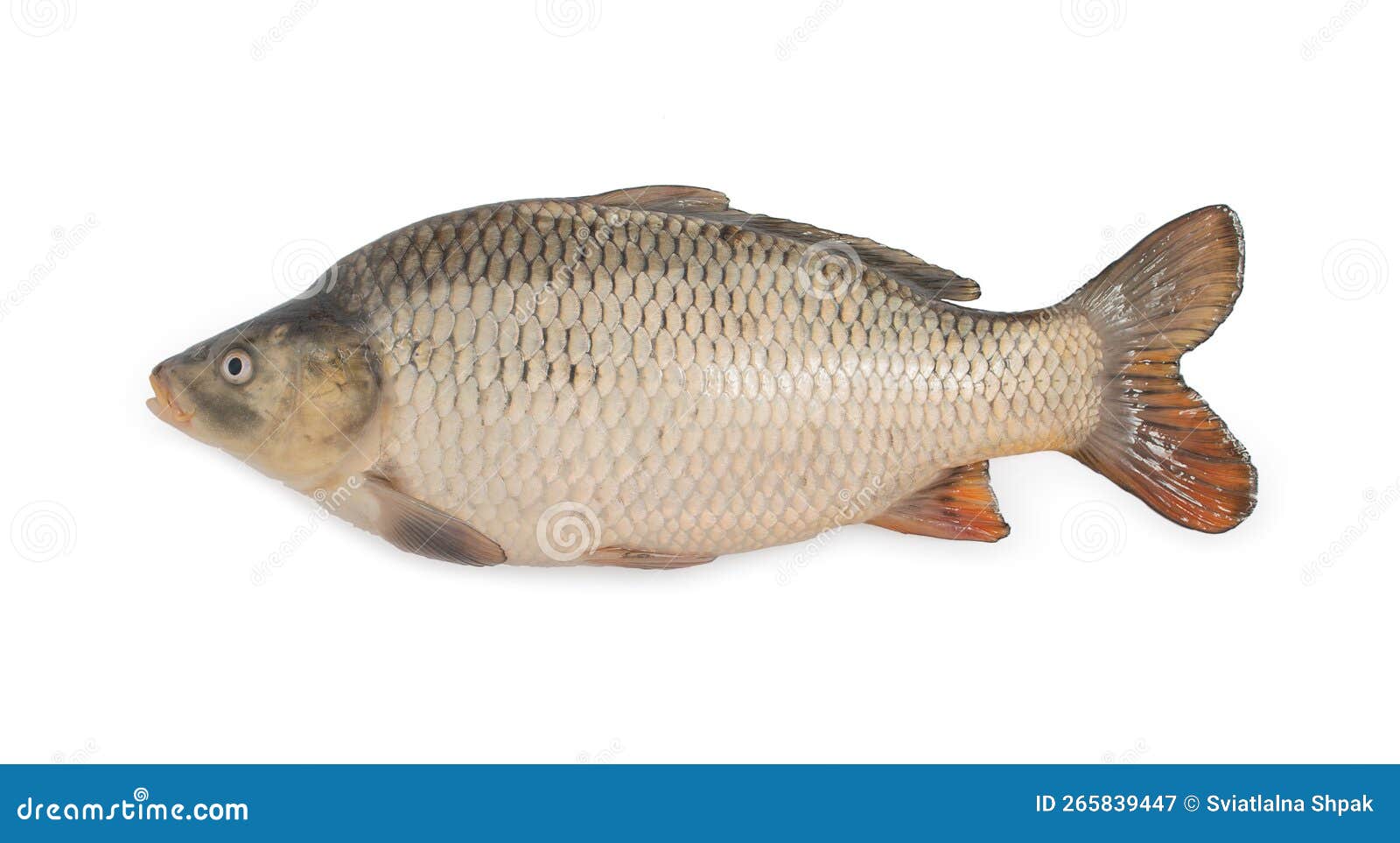 Carp Fish Isolated on a White Background, Side View Stock Image - Image ...