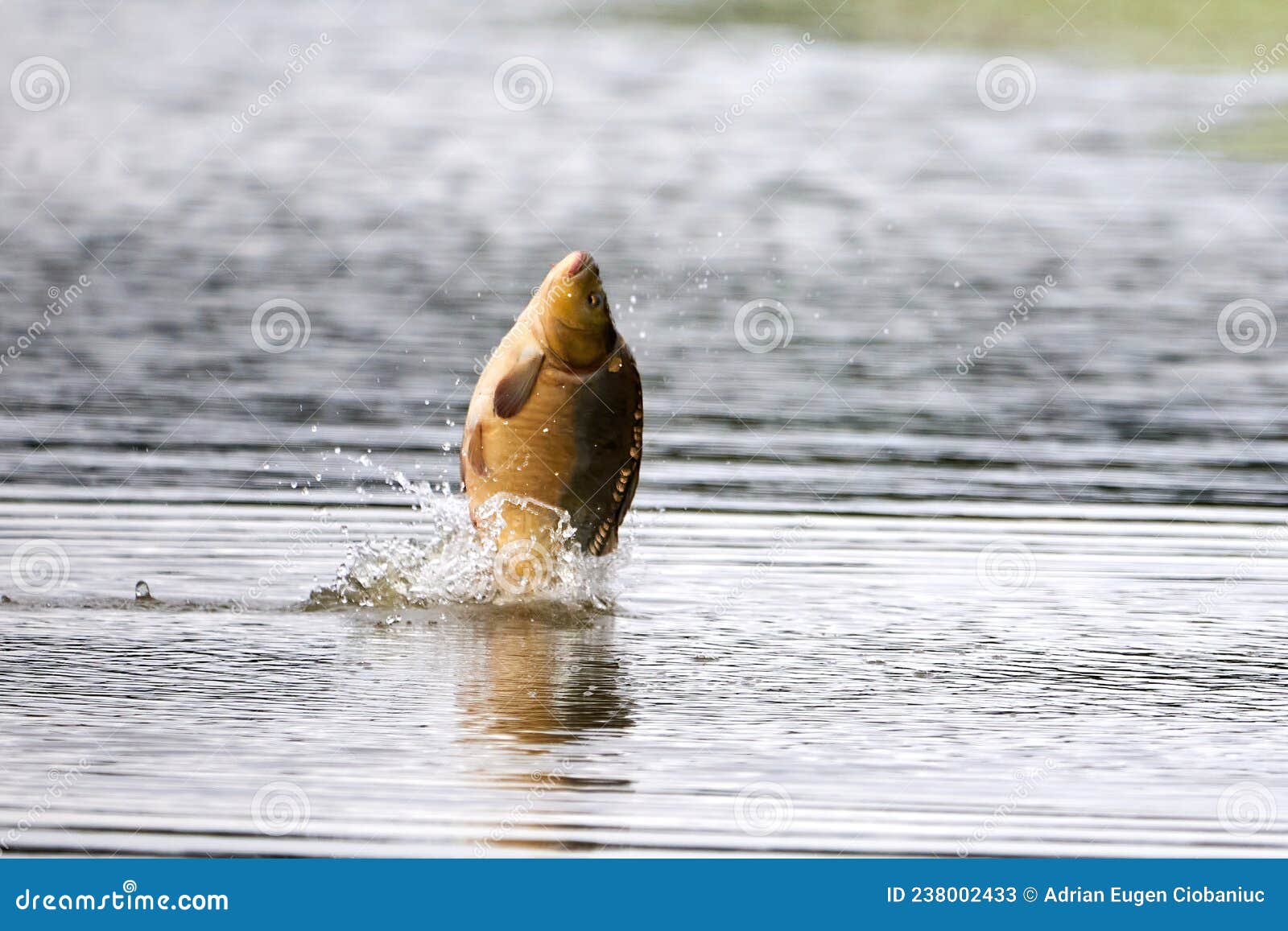 Carp fish jumping stock image. Image of carp, leisure - 238002433