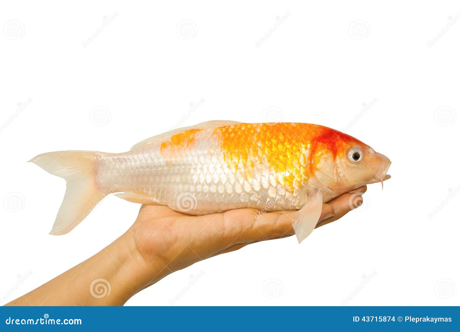 Images Of Koi Carp Fish