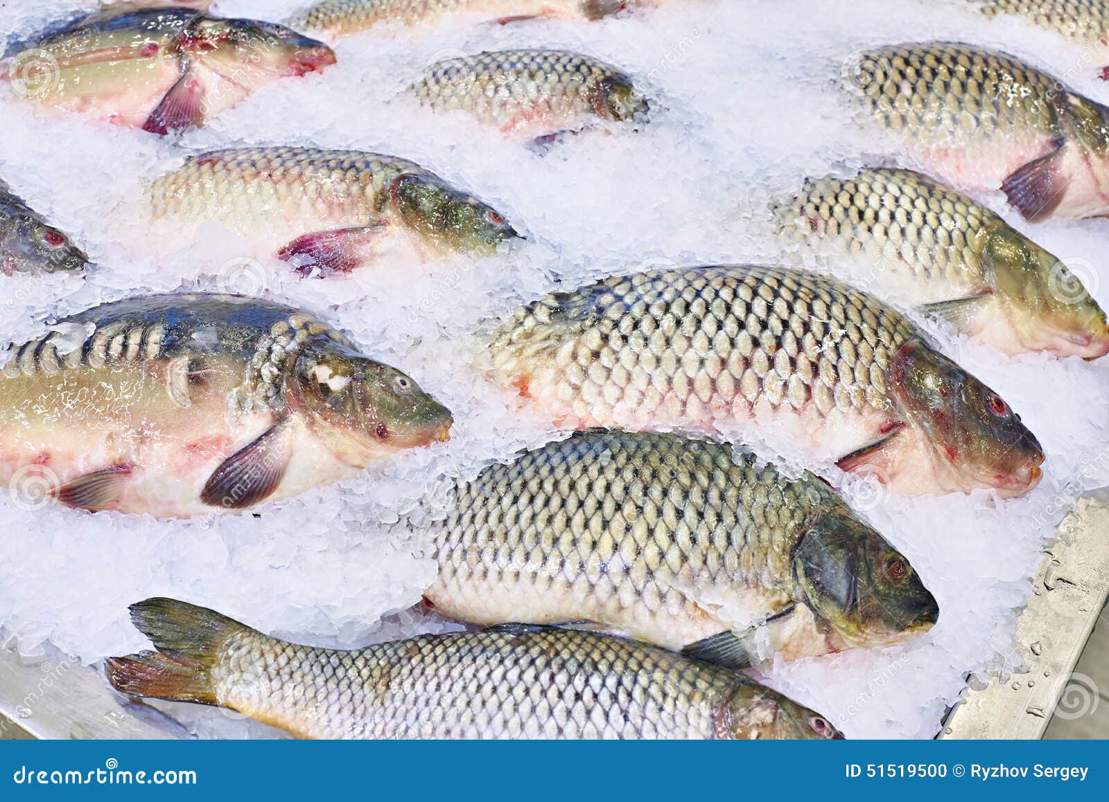 Carp Fish Lie on Ice in Supermarket Store Stock Photo - Image of sell ...