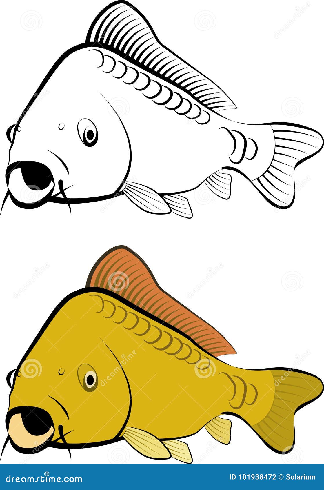 Carp stock vector. Illustration of fish, cyprinus, shape - 101938472