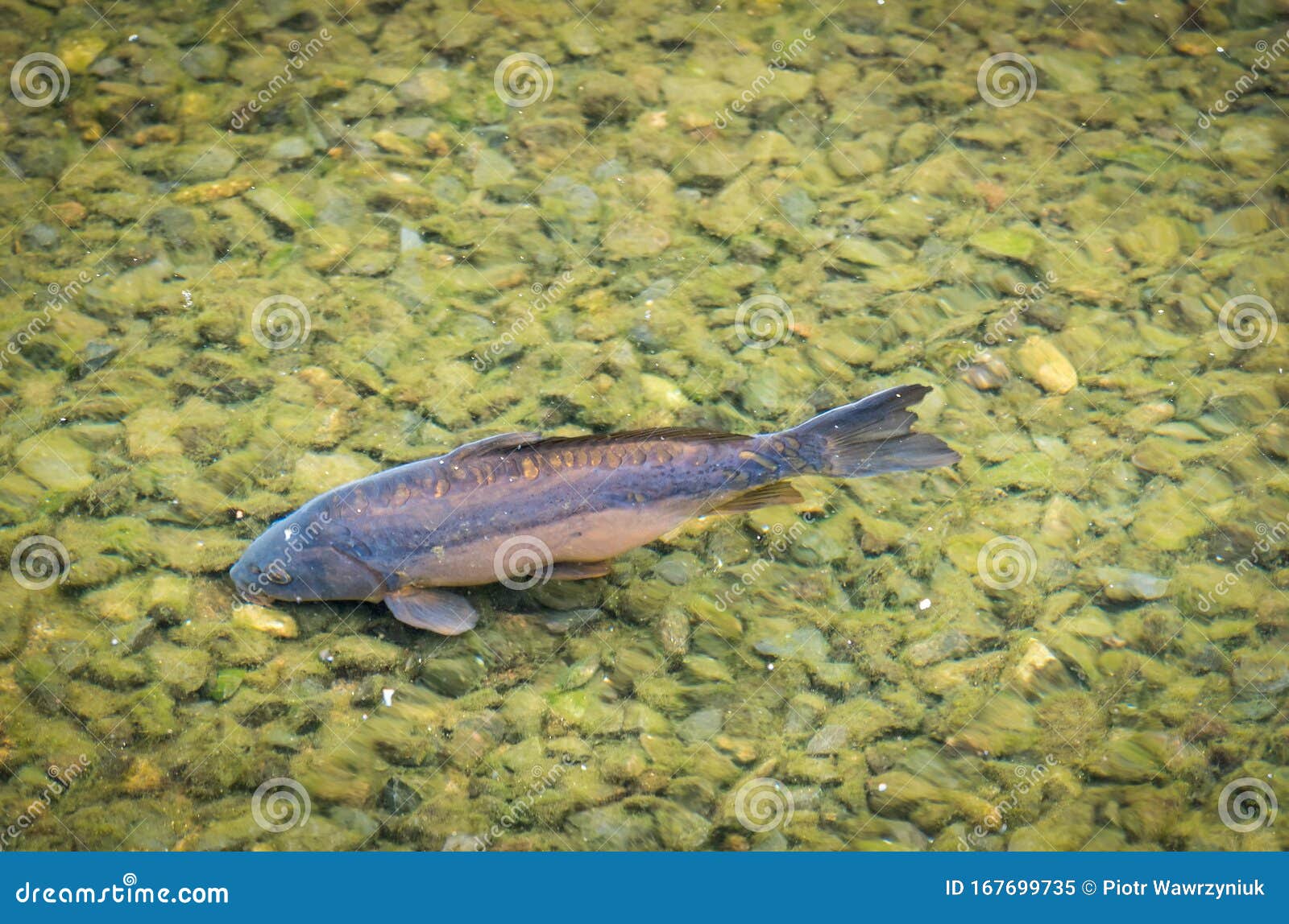 Carp fish in the pond stock image. Image of food, eating - 167699735