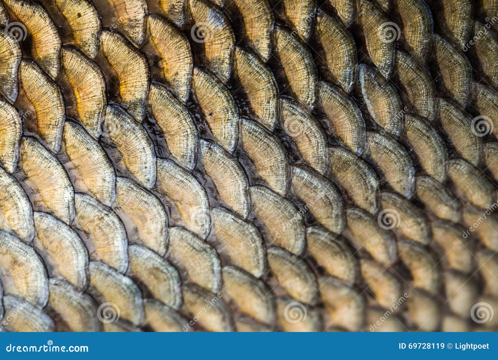 Carp Fish Scales Grunge Texture Stock Image - Image of diet, pattern ...