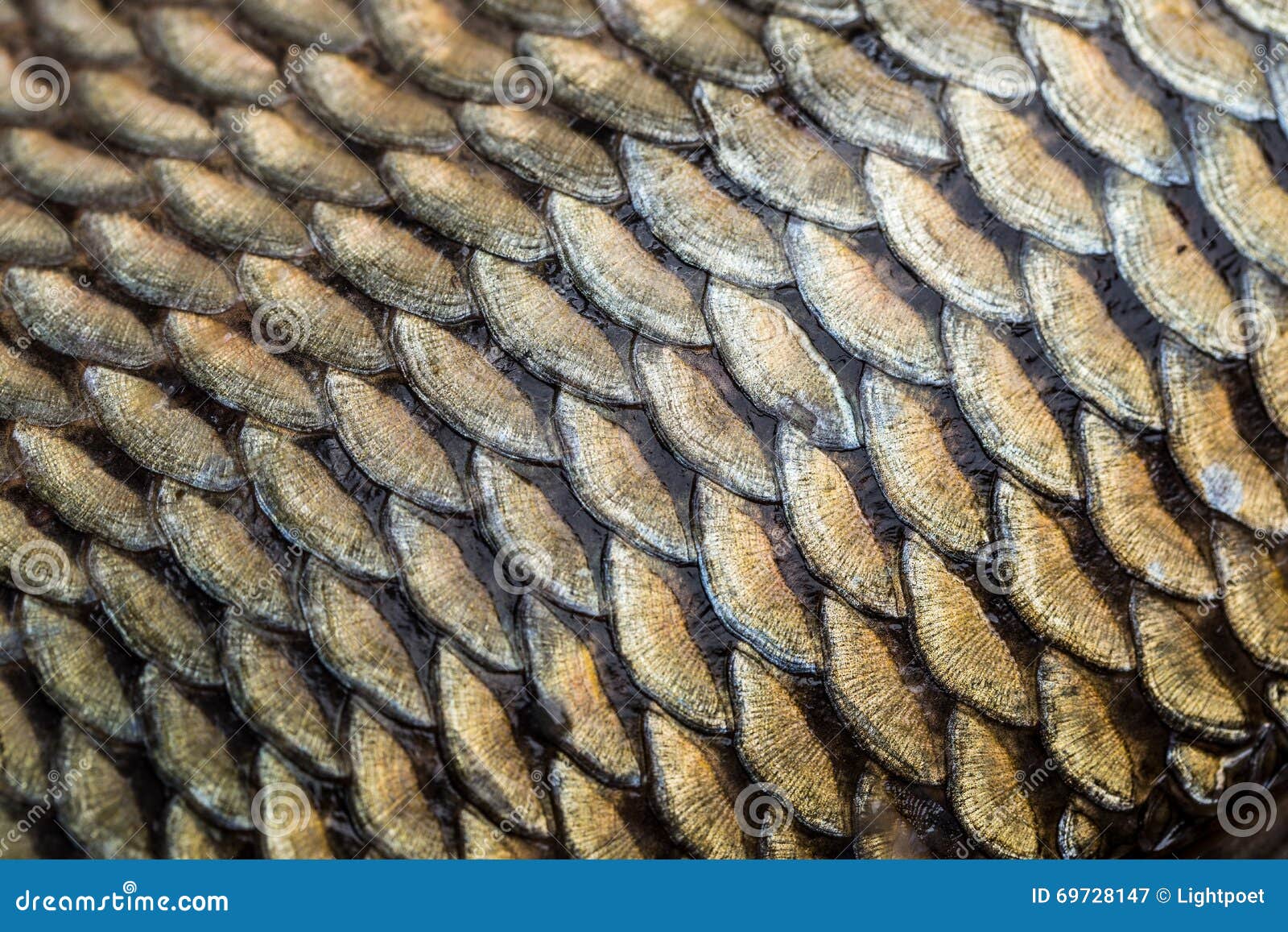 Carp Fish Scales Grunge Texture Stock Image - Image of cyan, detail ...