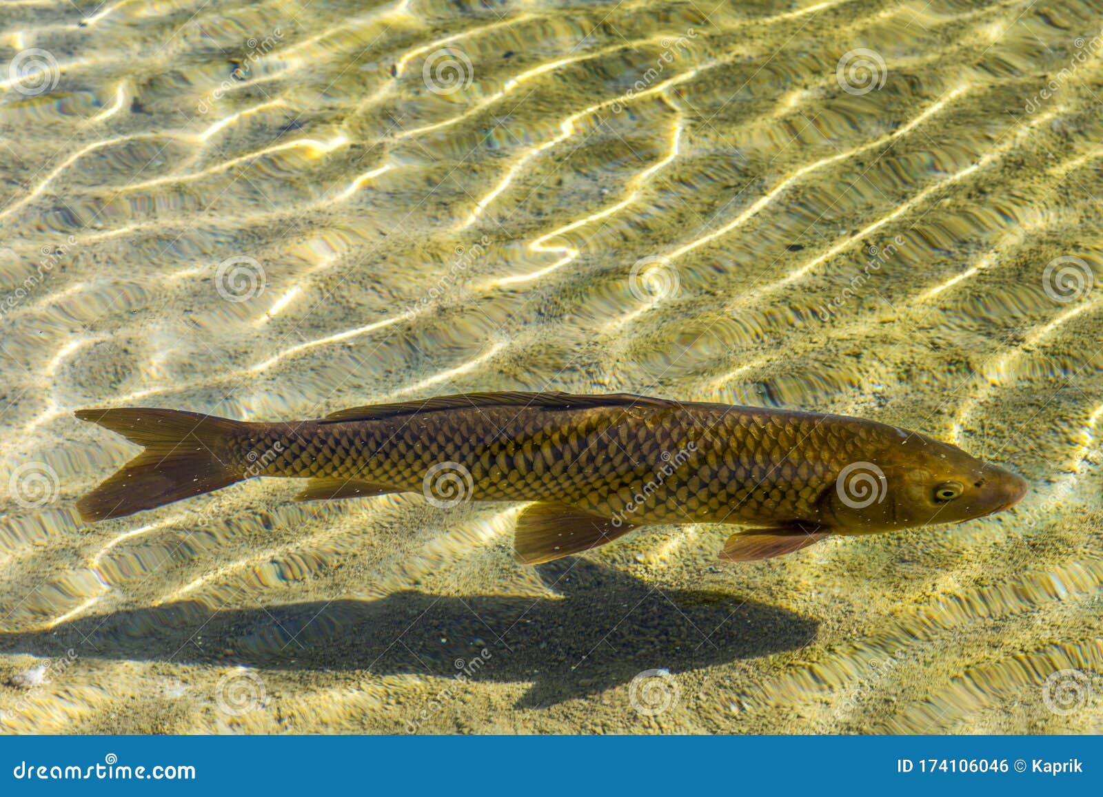 Carp Fish in the Shallow Water Stock Photo - Image of carp, river ...