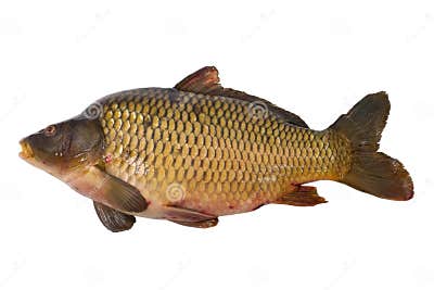 Carp fish stock image. Image of freshwater, ingredient - 42382183