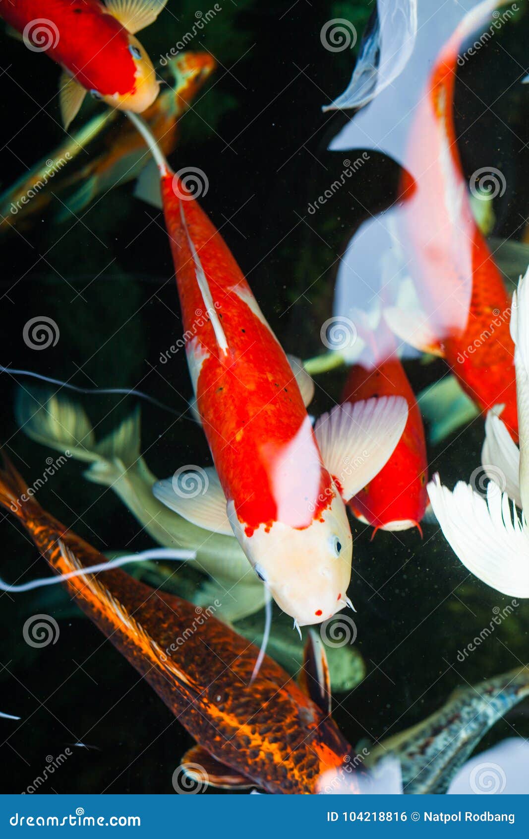 Carp fish swim in the pool stock photo. Image of asian - 104218816