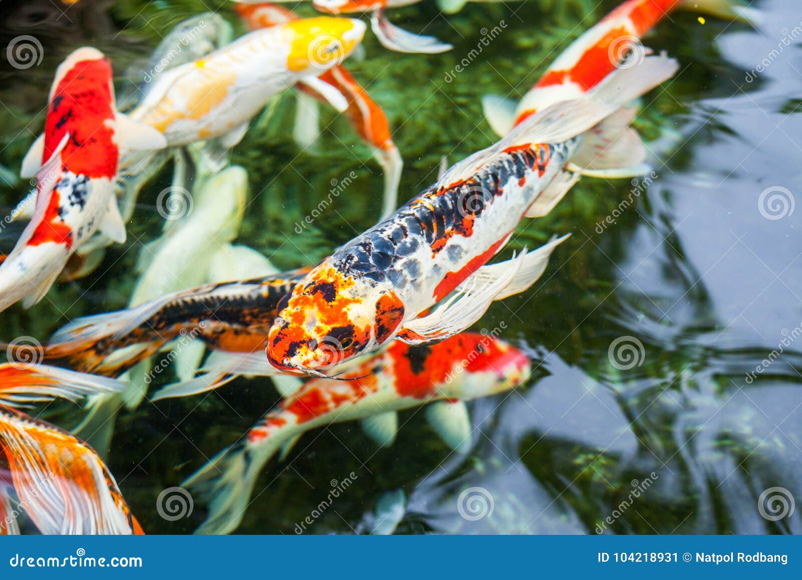Carp fish swim in the pool stock image. Image of asian - 104218931
