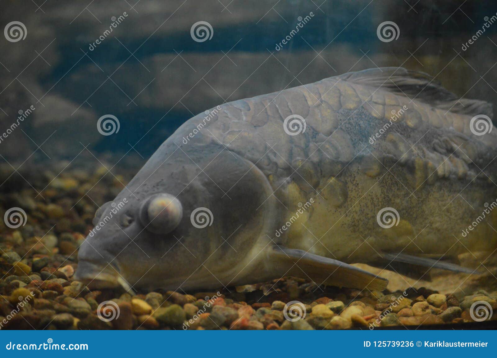 Carp fish in the tank stock photo. Image of profile - 125739236