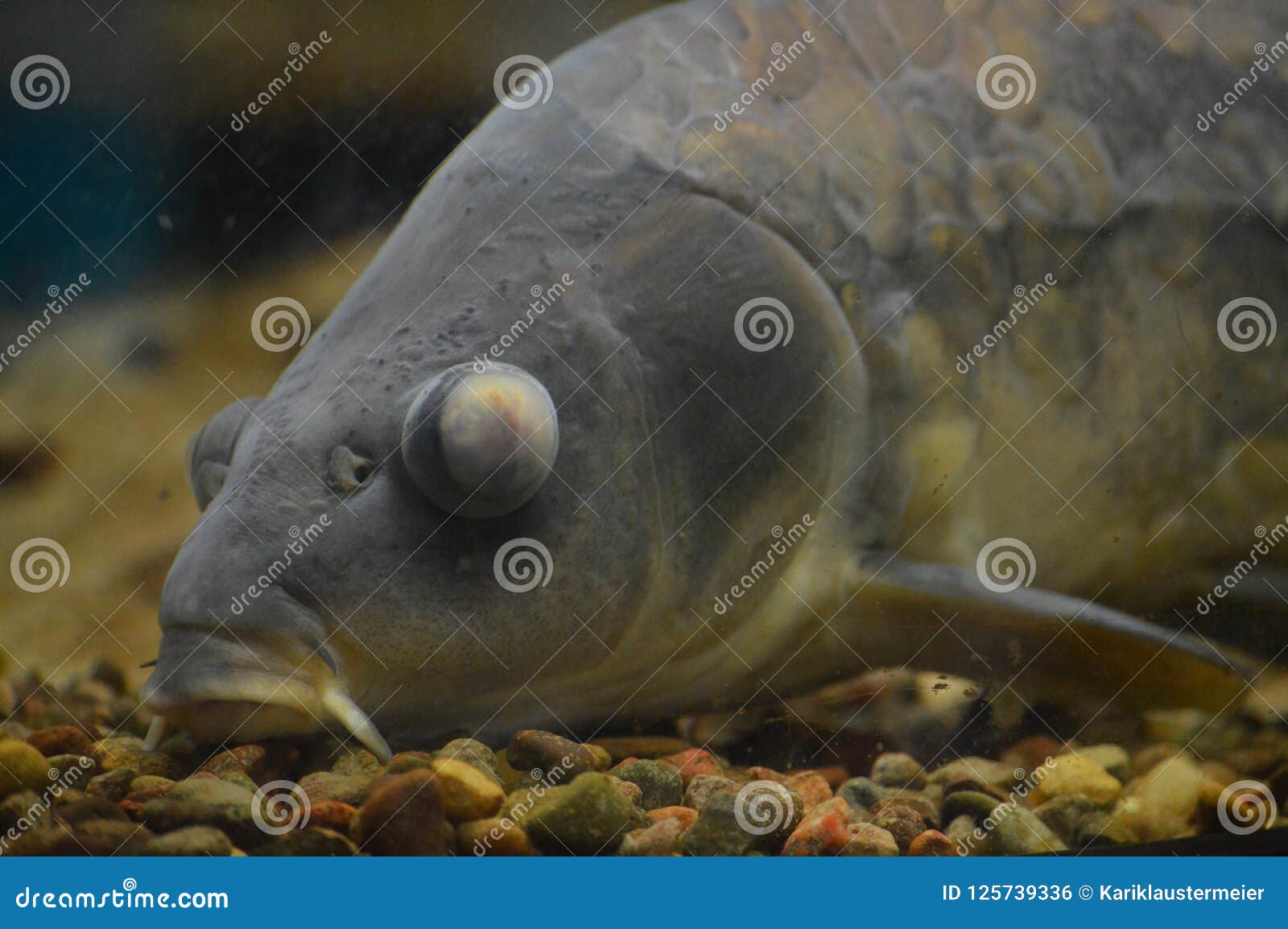 Carp fish in the tank stock photo. Image of underwater - 125739336