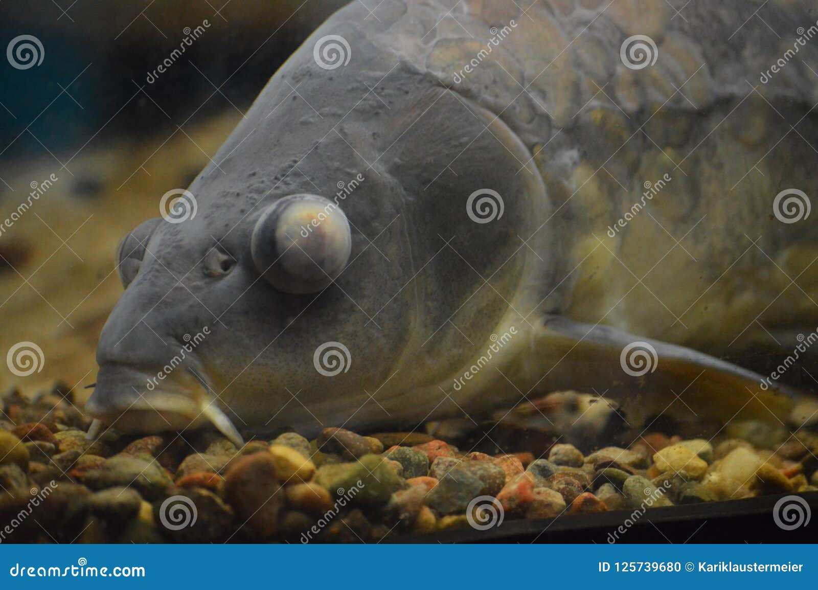 Carp fish in the tank stock photo. Image of center, carp - 125739680