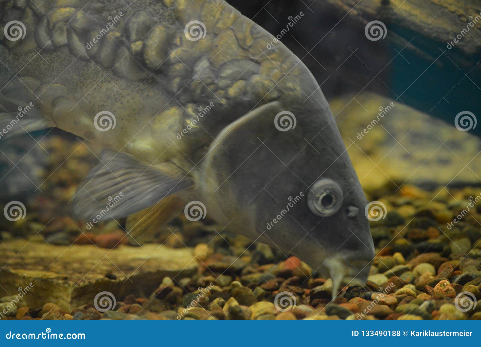 Carp fish in the tank stock photo. Image of attraction - 133490188