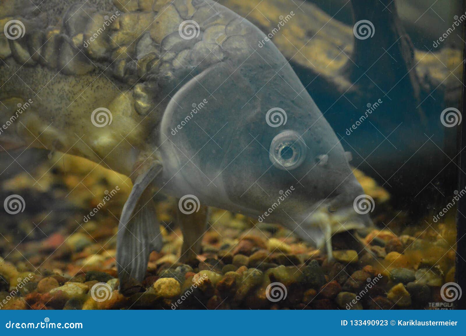 Carp fish in the tank stock image. Image of close, black - 133490923