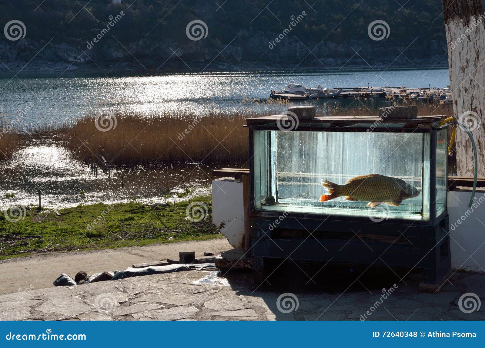Carp in fish tank stock photo. Image of tank, silhouette - 72640348