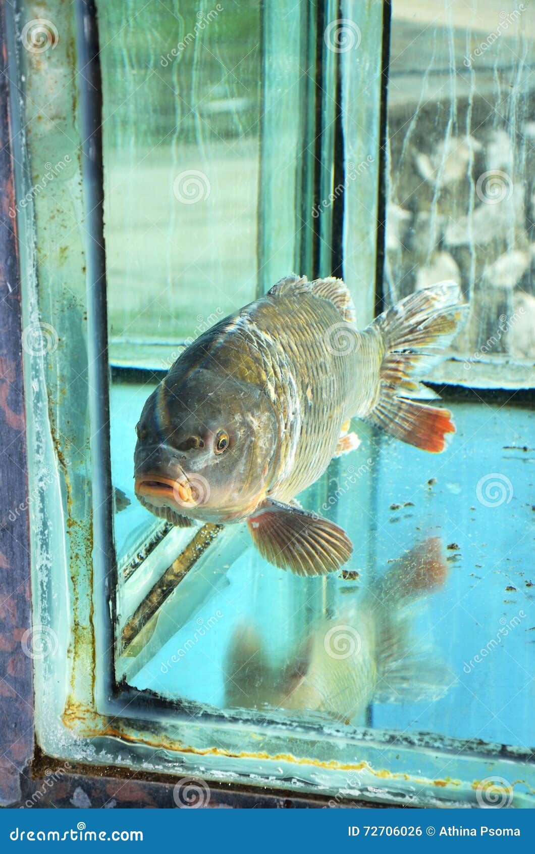 Carp in fish tank stock photo. Image of carp, side, cyprinus - 72706026