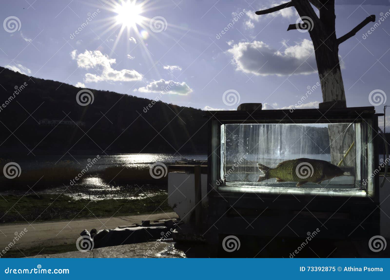Carp in fish tank stock image. Image of carp, side, common - 73392875