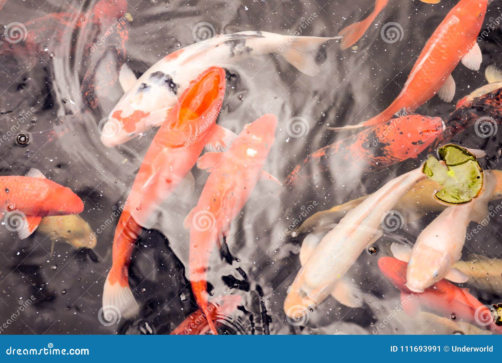 Carp Fish Texture Background Pattern Stock Image - Image of carp ...