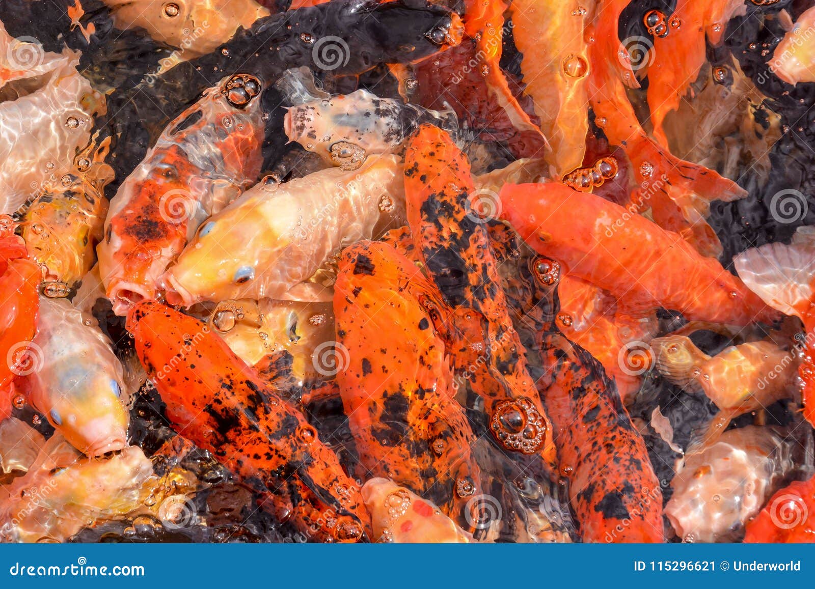 Carp Fish Texture Background Pattern Stock Image - Image of color, pond ...
