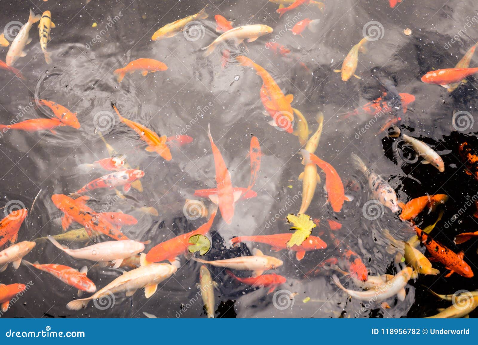Carp Fish Texture Background Pattern Stock Photo - Image of aquatic ...