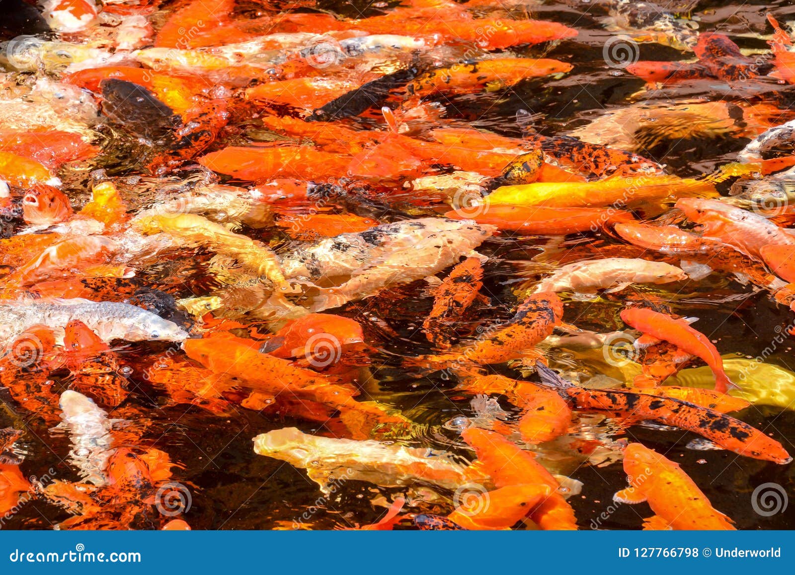 Carp Fish Texture Background Pattern Stock Photo - Image of fresh, carp ...