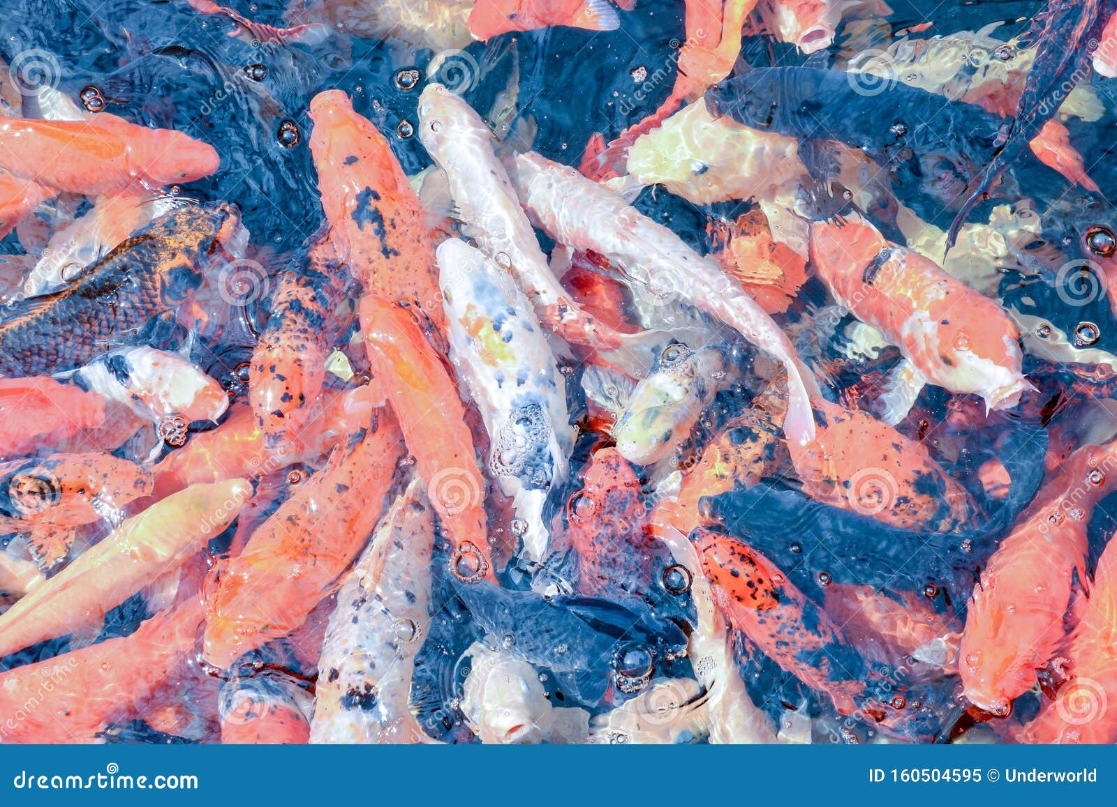 Carp Fish Texture Background Pattern Stock Image - Image of texture ...