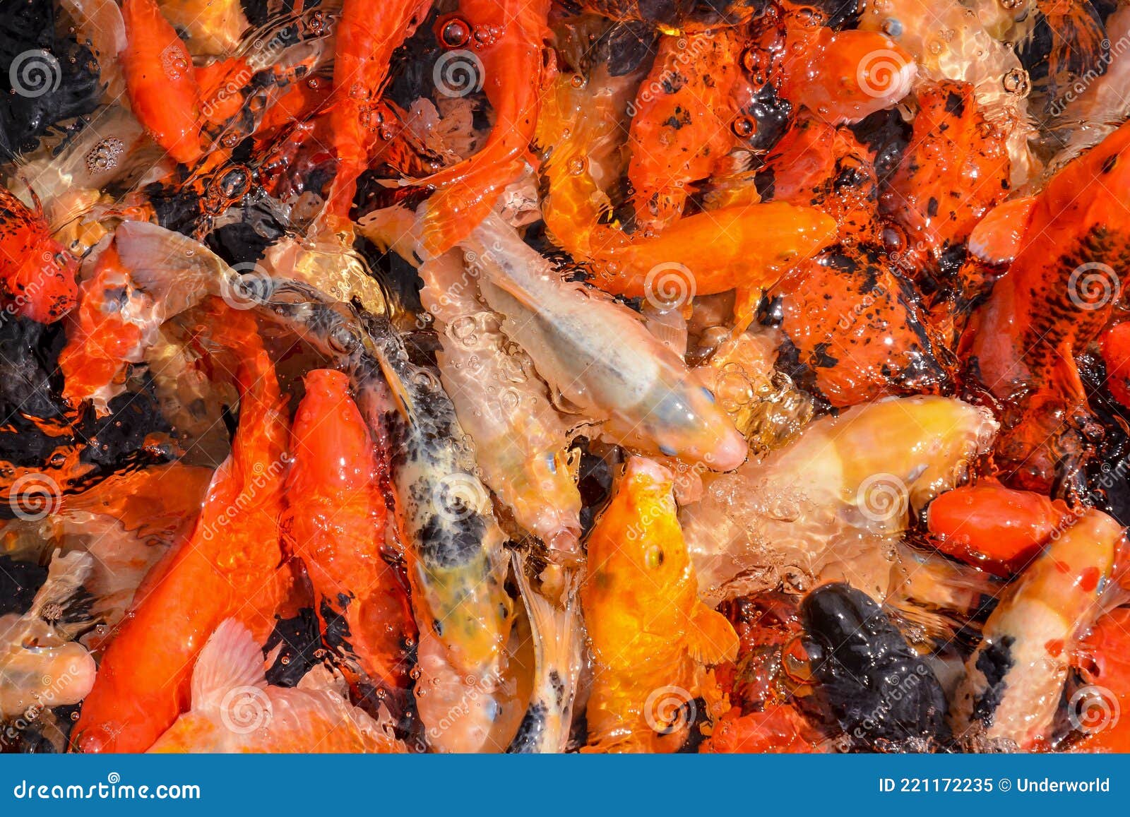 Carp Fish Texture Background Pattern Stock Image - Image of swim ...